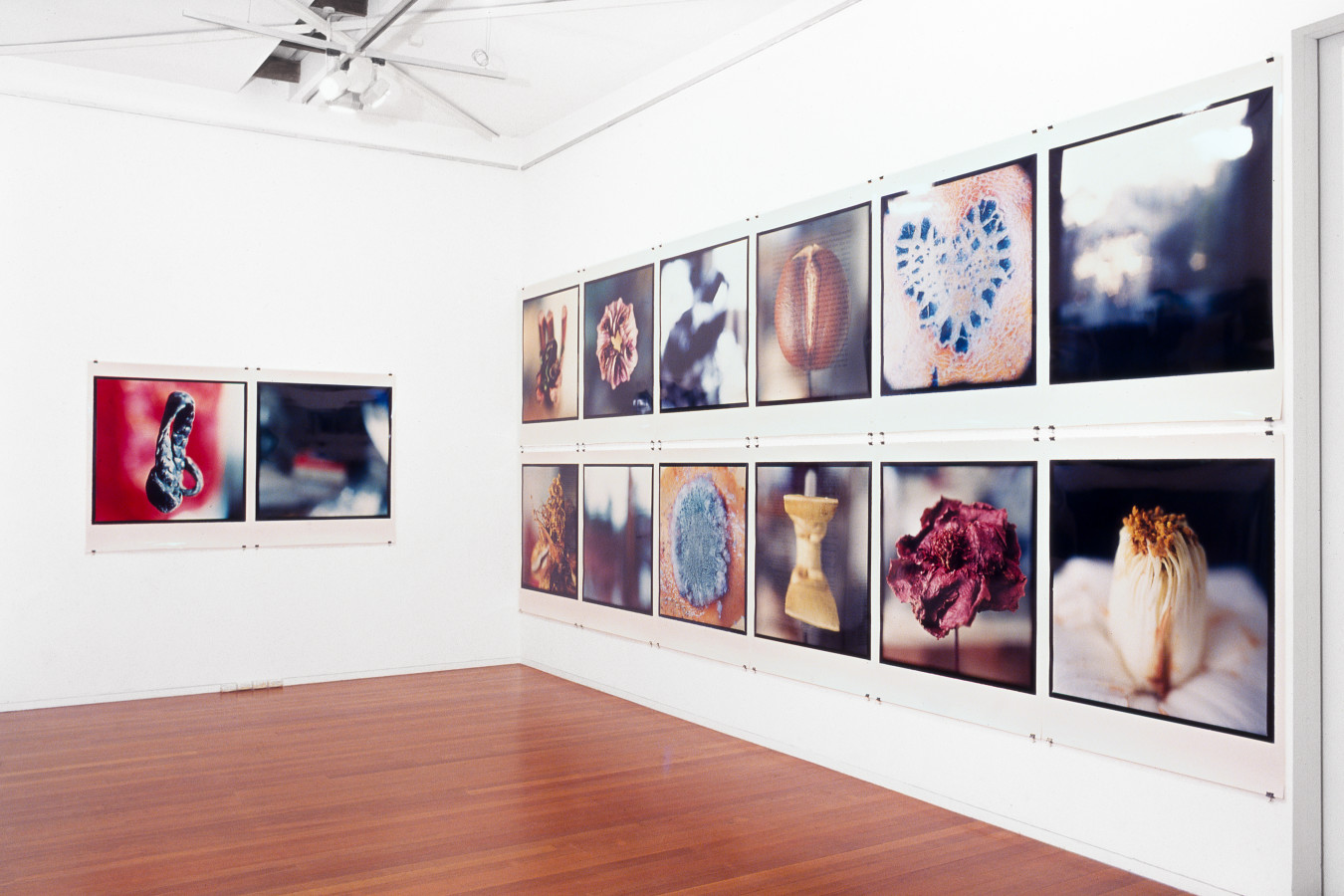 Paul Ferman: Metosis – Meiosis, 1999 - Roslyn Oxley9 Gallery