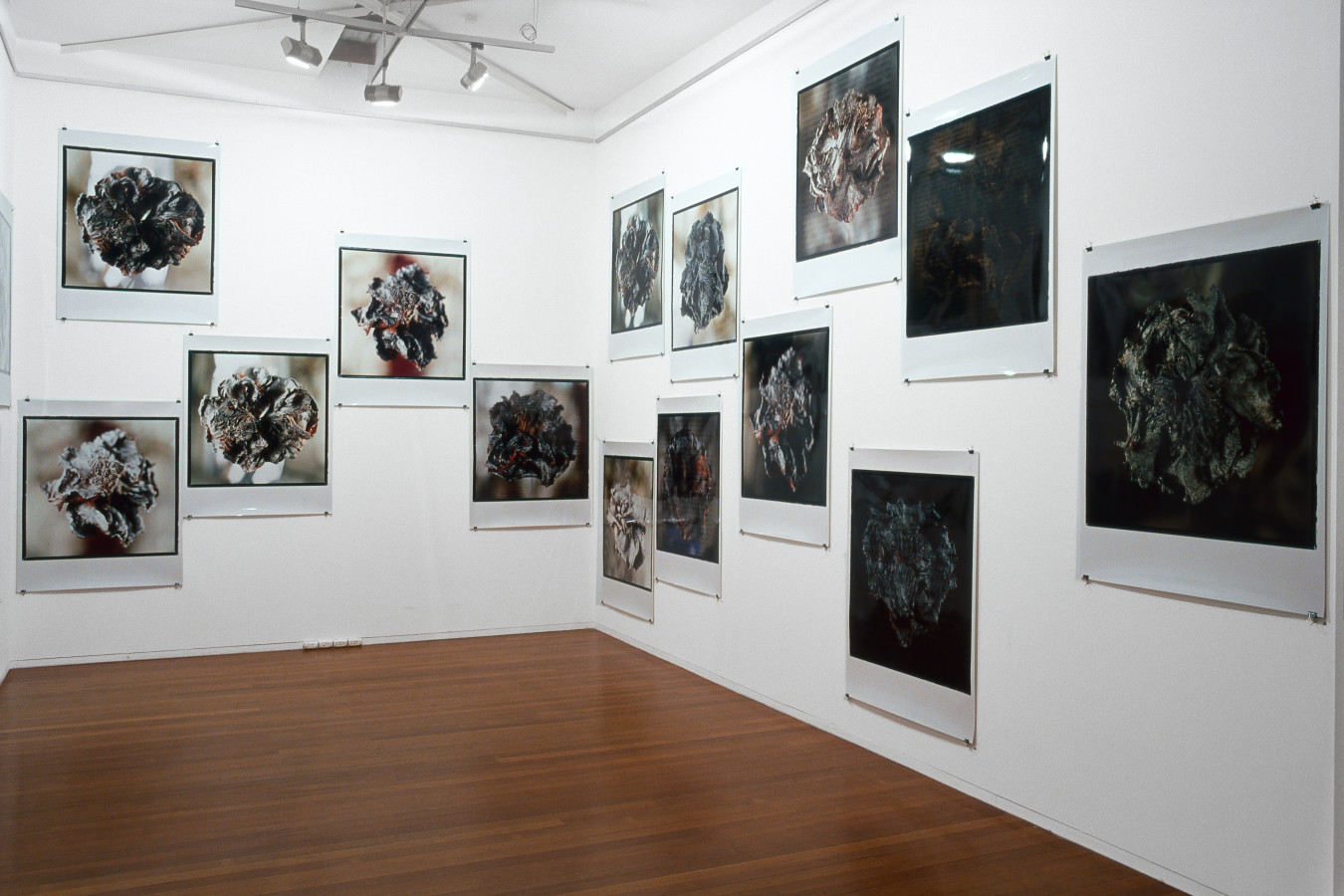 Paul Ferman: Paul Ferman, 2001 - Roslyn Oxley9 Gallery